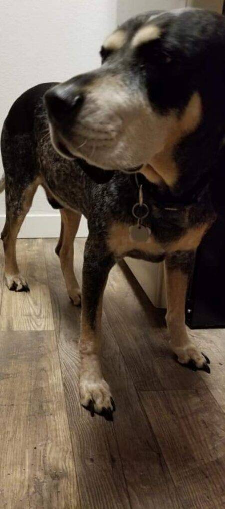 Large Breed Dogs For Adoption Near You - Adopt a Large Breed Dog