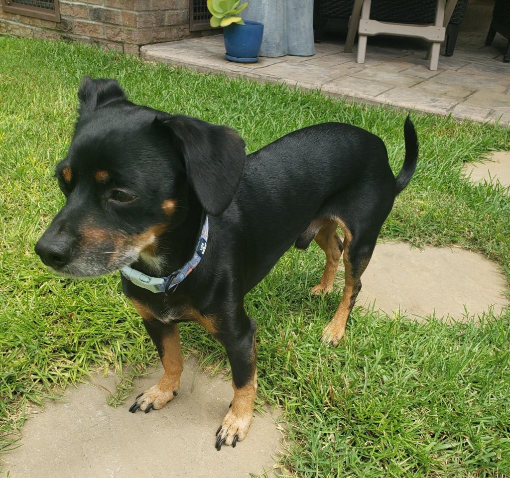 Adorable Chiweenie Dog For Adoption Near Charlotte And Raleigh ...