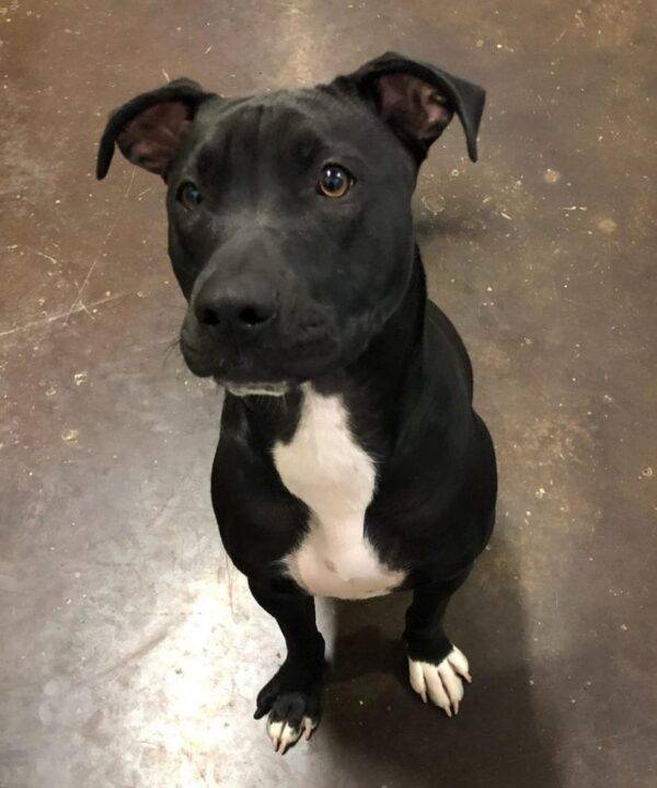 ADOPTED Black Lab Pitbull Mix Dog Near Baltimore - Domino