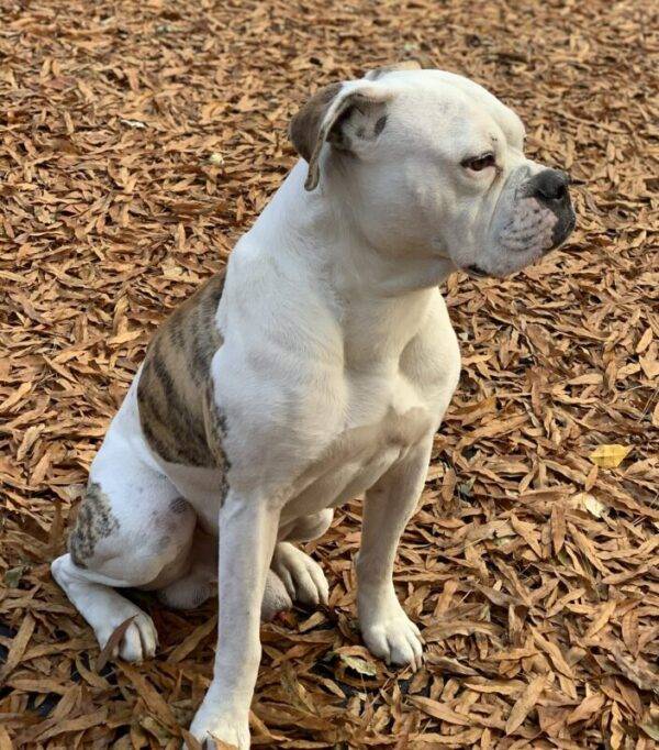 English Bulldog Adoptions & Rehoming - Adopt an English Bulldog Near ...