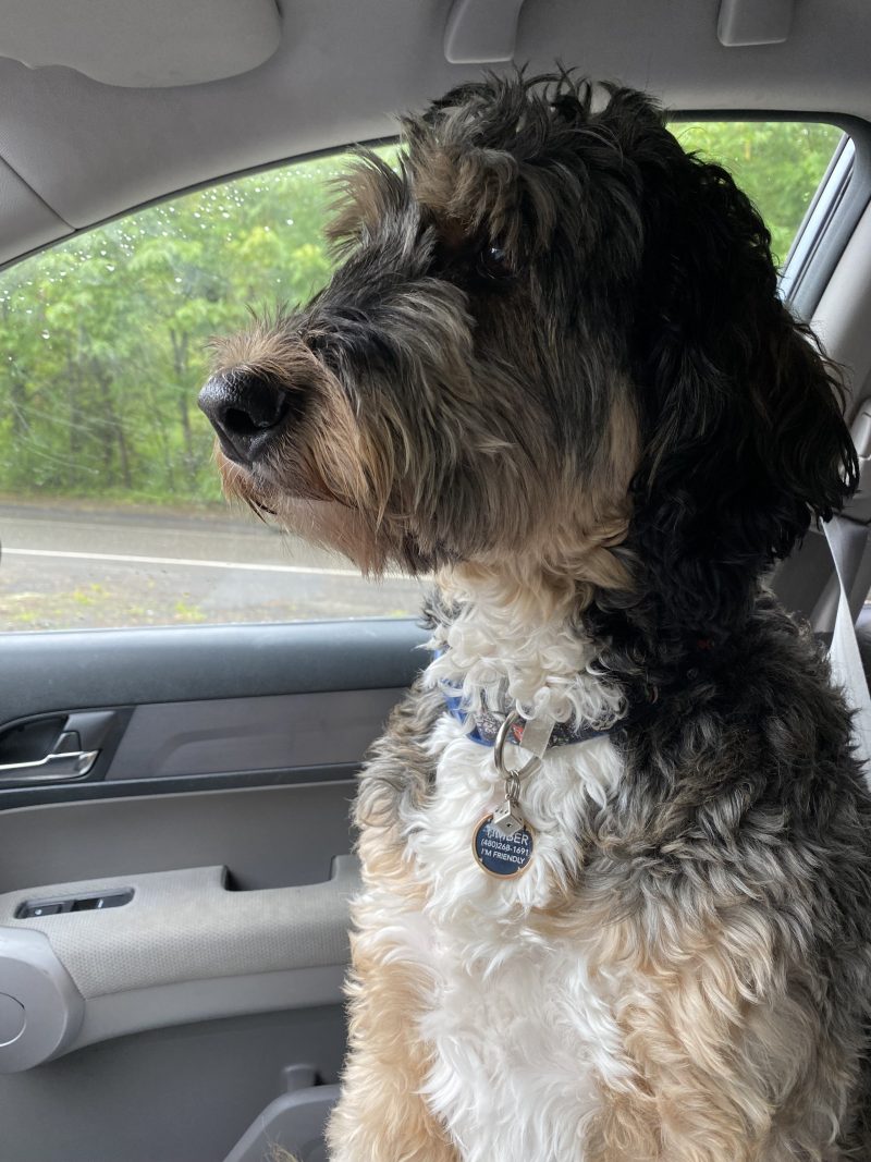 Beautiful Bernedoodle Dog For Adoption In Portland Oregon - Meet Timber ...