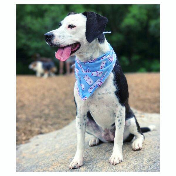 Border Collie Beagle Mix Dog For Adoption in Atlanta GA