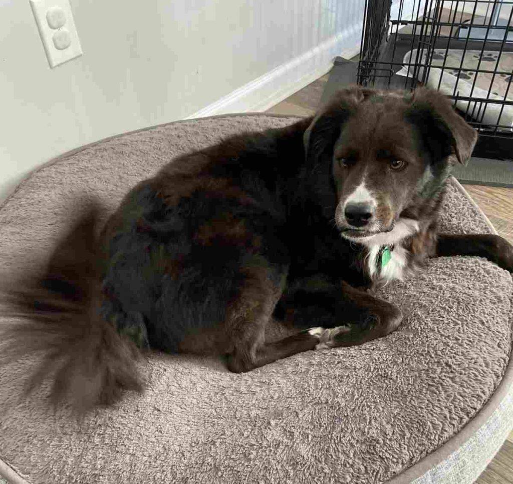 ADOPTED - Abe - English Springer Spaniel Border Collie Mix Jacksonville NC