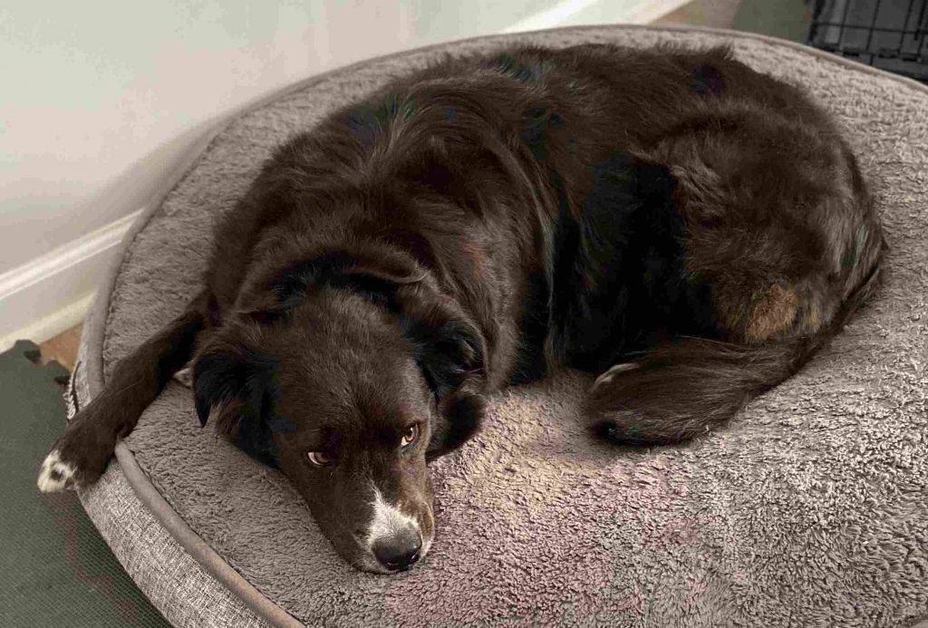 Abe -English Srpringer Spaniel Border Collie Mix For Adoption In ...