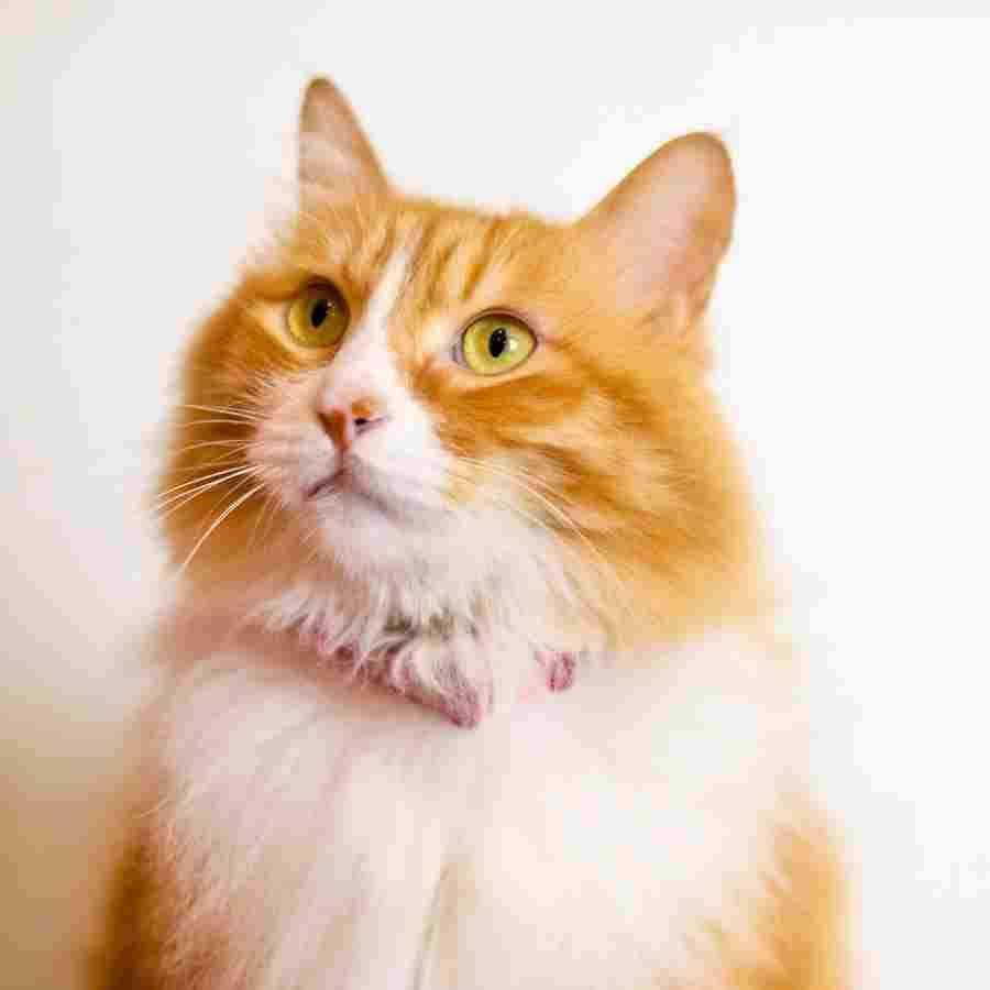 Adoptable Cat (10) - Pet Rehoming Services