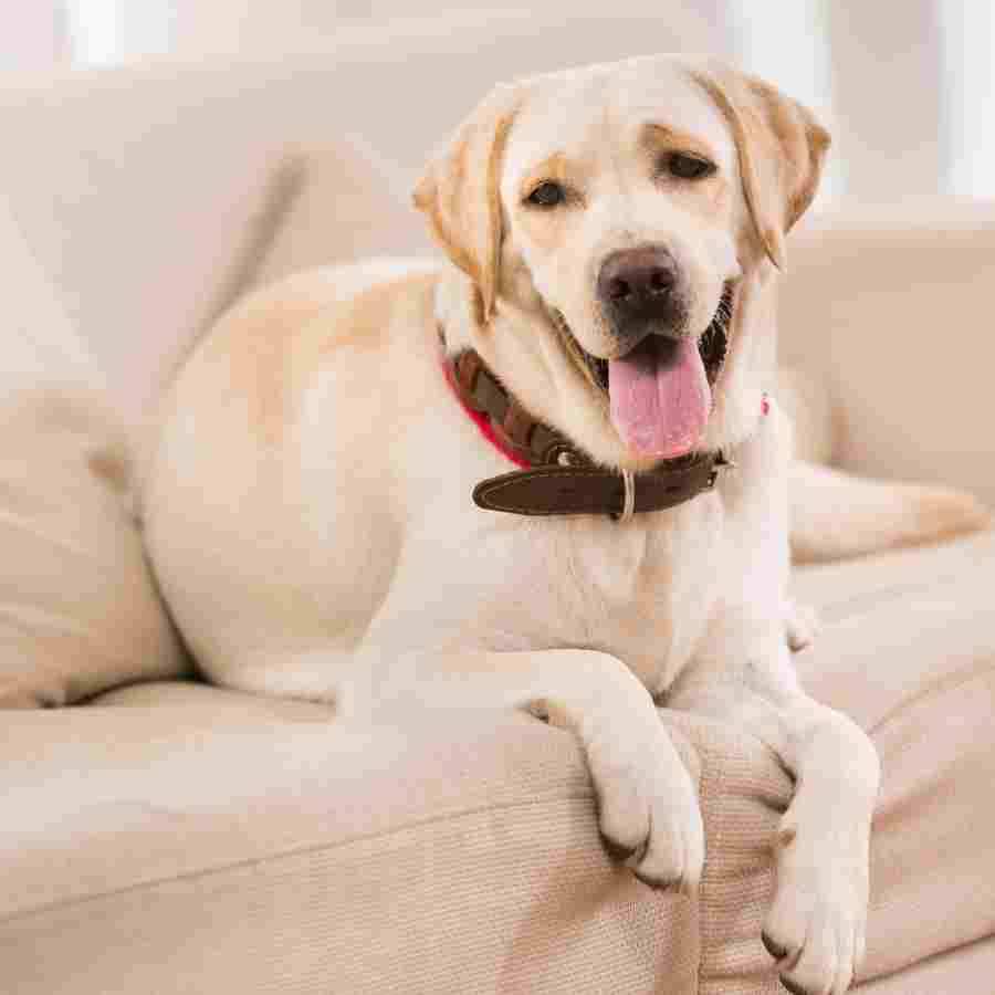 Adoptable Dogs (1) - Pet Rehoming Network