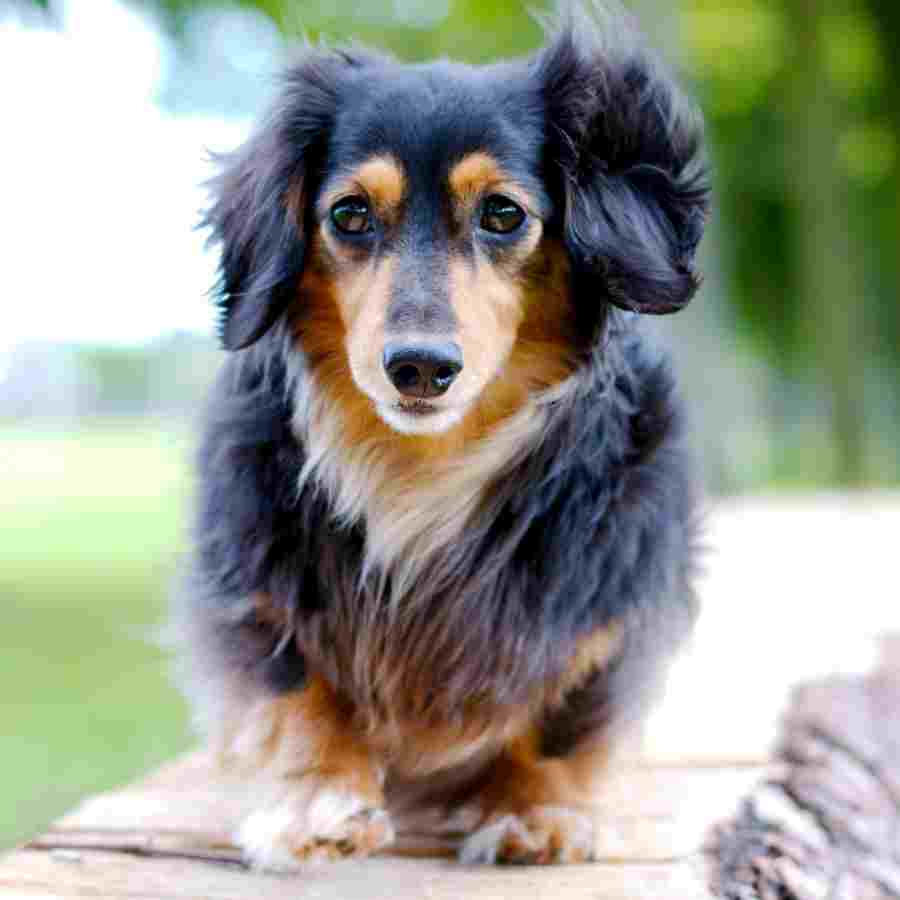 Adoptable Dogs (11) - Pet Rehoming Network