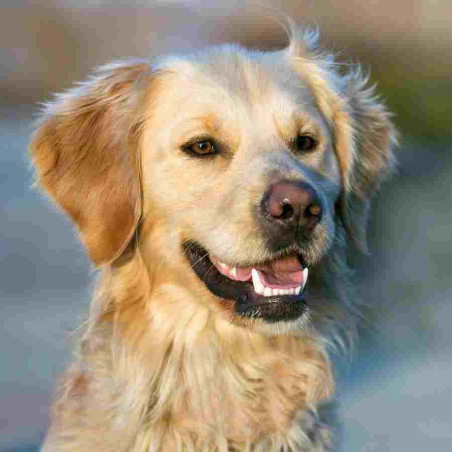 Adoptable Dogs (5) - Pet Rehoming Network