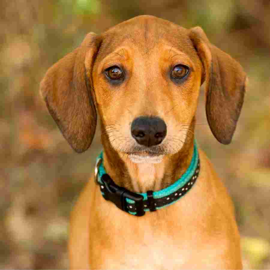 Adoptable Dogs (7) - Pet Rehoming Network