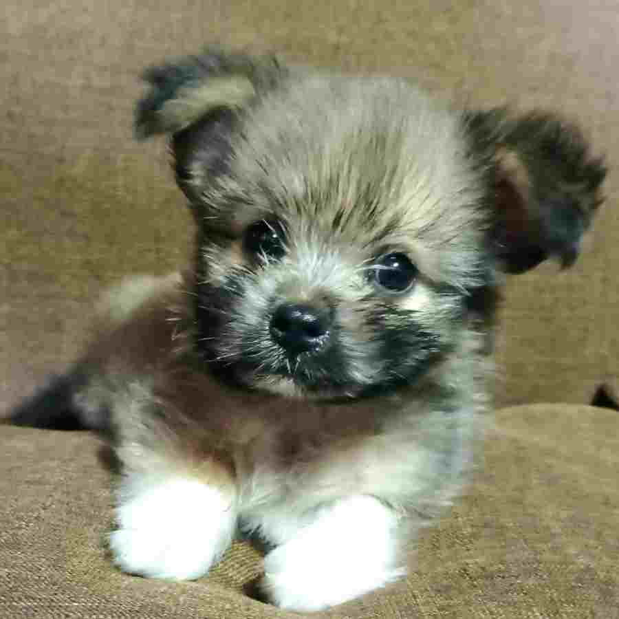 Adoptable Puppies - Pet Rehoming Network