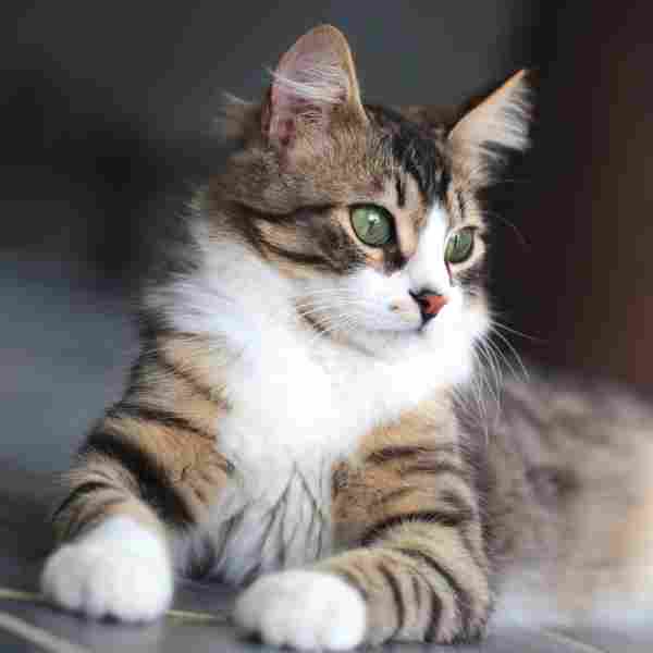 Private Pet Rehoming Services USA & Canada - Get Our Expert Helpl