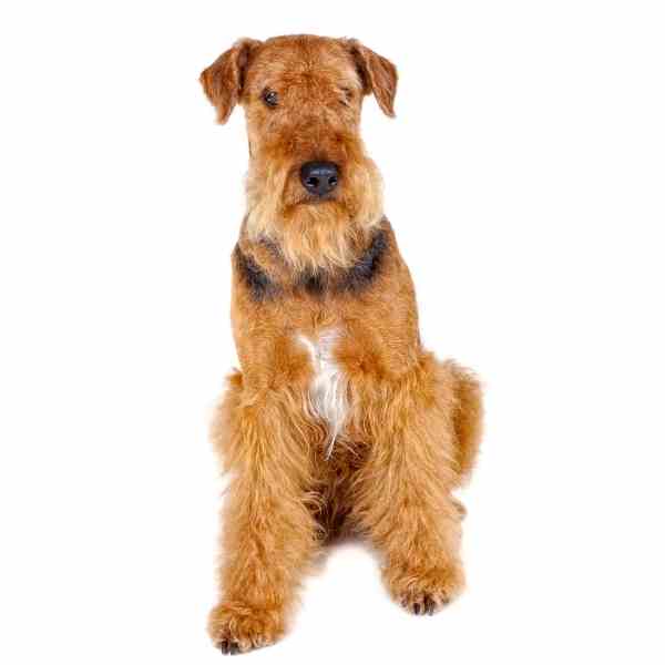 Airedale Terrior - Pet Rehoming Services
