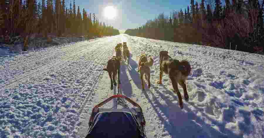 Anchorage Alaska Pet Rehoming Services - Pet Rehoming Network