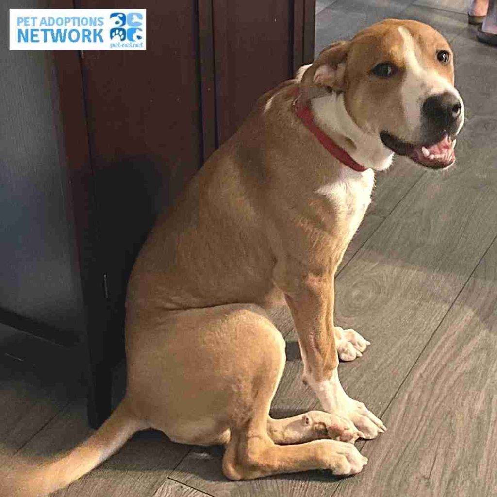 San Antonio, TX - German Sheppit (German Shepherd Pitbull Mix) Puppy ...