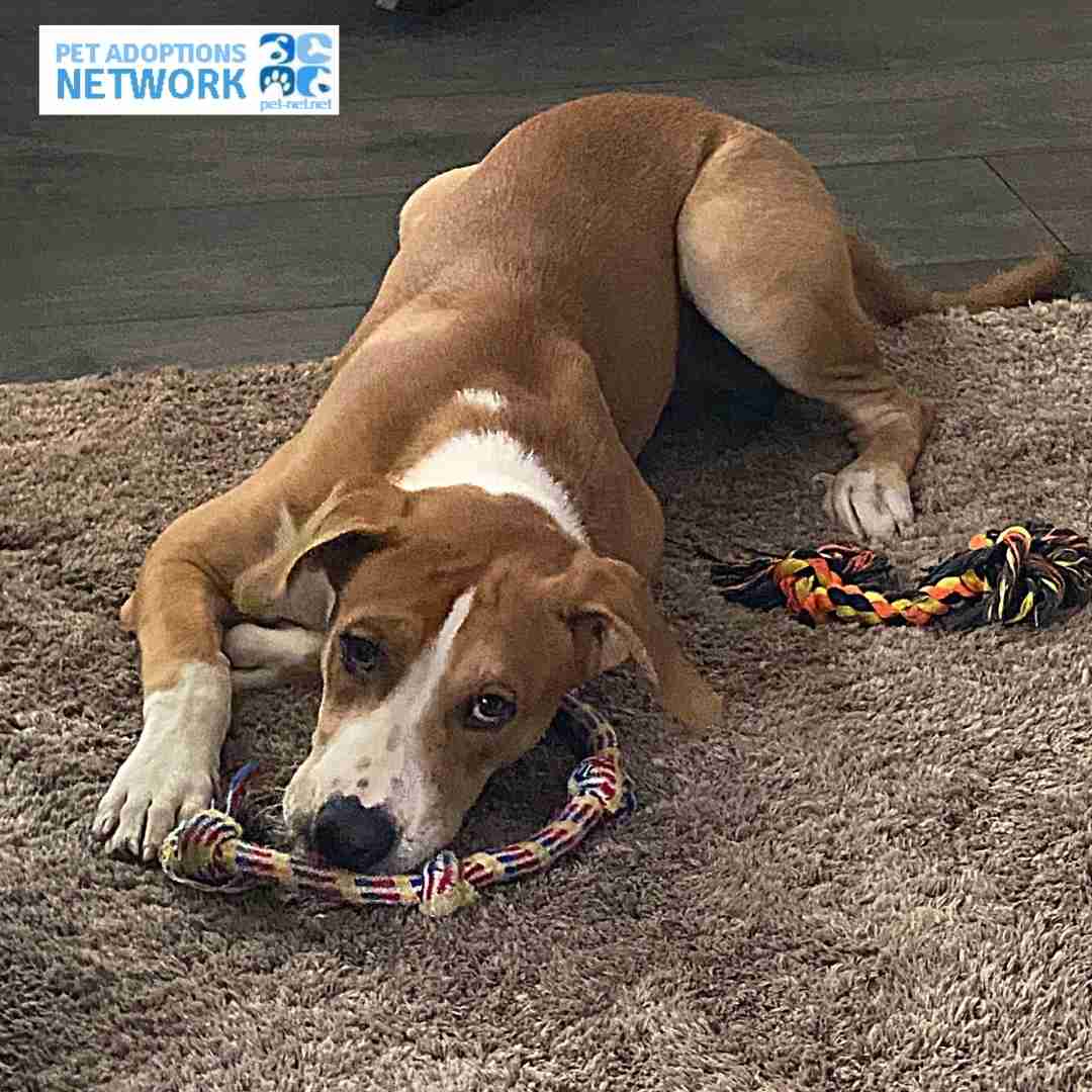 San Antonio, TX - German Sheppit (German Shepherd Pitbull Mix) Puppy ...