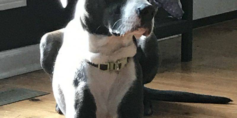 Ava Labrador-Staffordshire Terrier Mix dog to Adopt in Athens Georgia