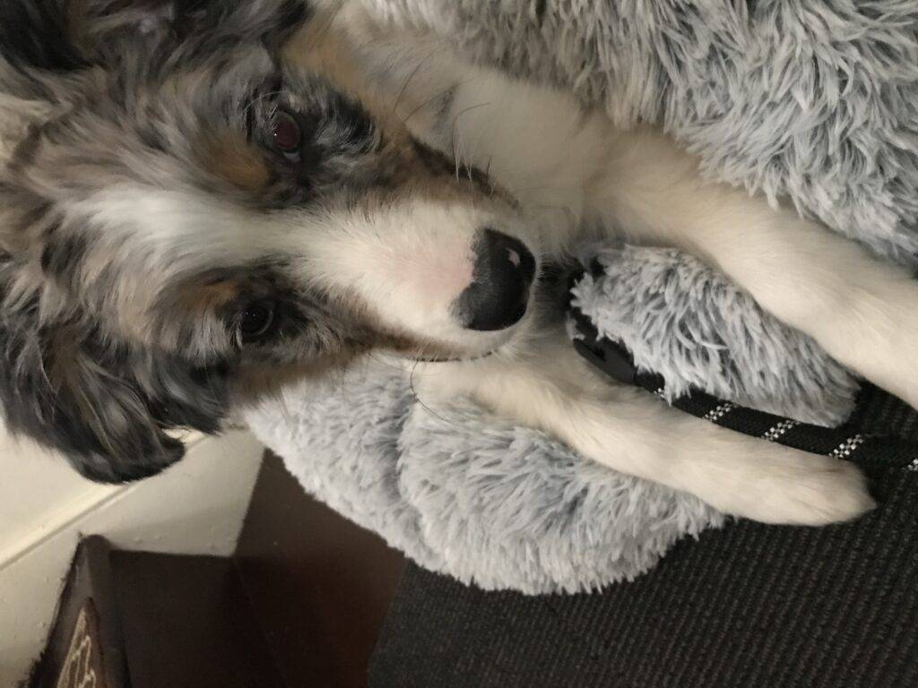 Axel - Pet Rehoming Network