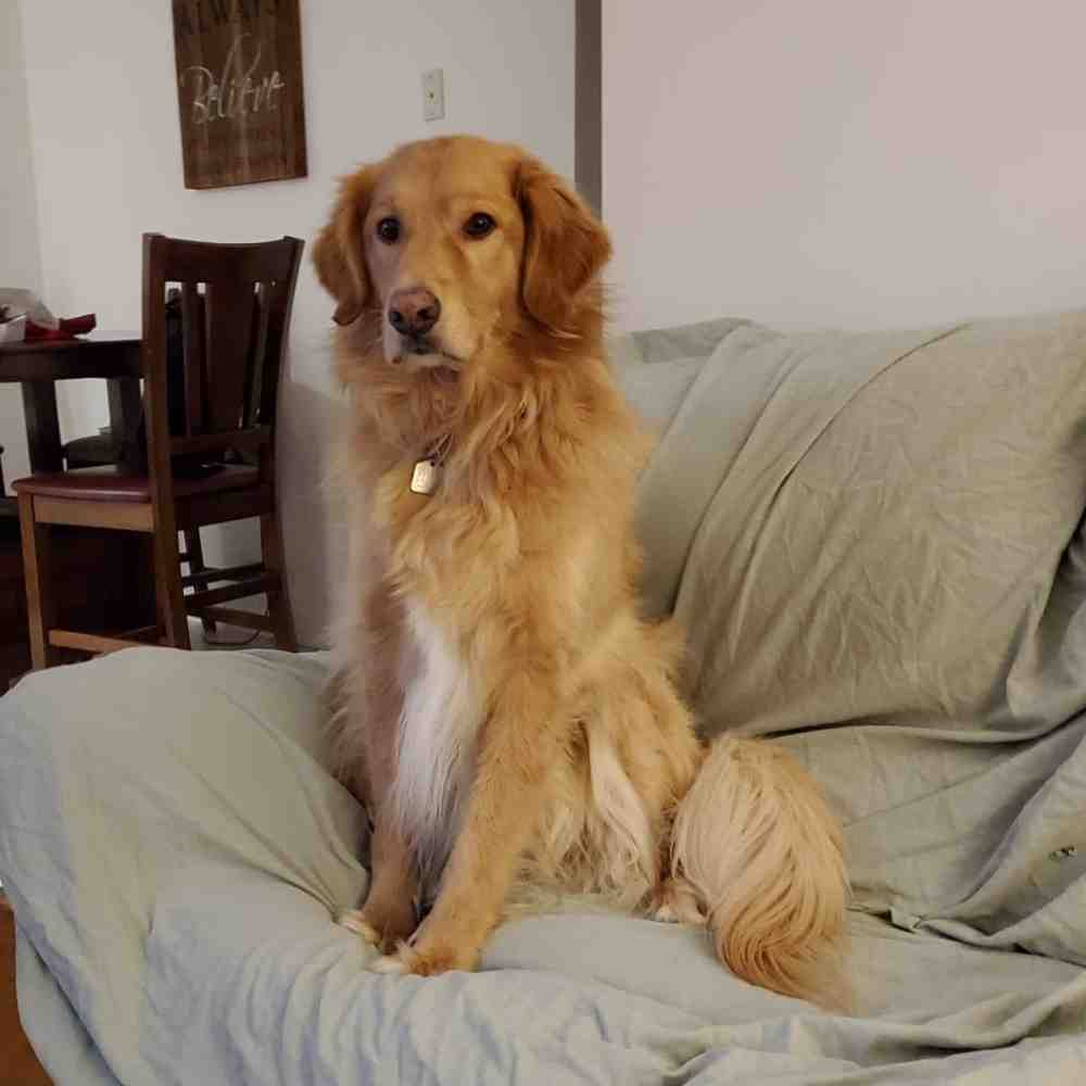 BOOGS GOLDEN RETRIEVER DOG ADOPTION CAlgary 1 (5) - Pet Rehoming Network