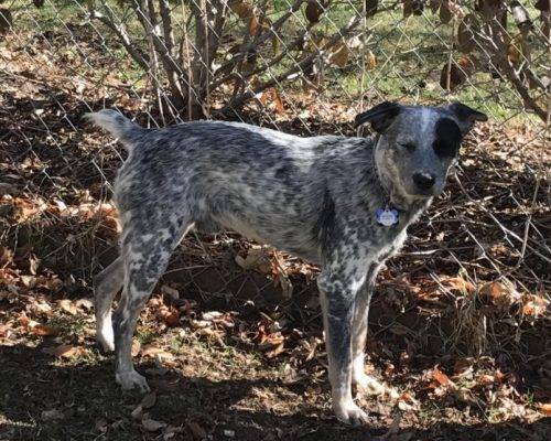 REHOMED! Bandit - Blue Heeler German Shorthaired Pointer Mix Puppy ...