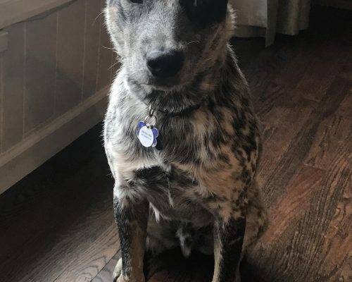 REHOMED! Bandit - Blue Heeler German Shorthaired Pointer Mix Puppy ...