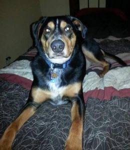 Cleveland OH - Rottweiler Labrador Retriever Mix For Adoption With Supplies