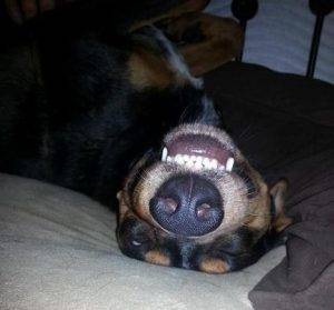 Cleveland OH - Rottweiler Labrador Retriever Mix For Adoption With Supplies