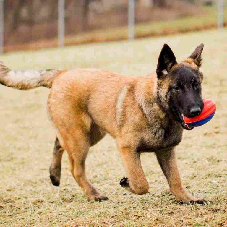 Belgian Malinois Dog Breed Information Guide Pet Rehoming Services