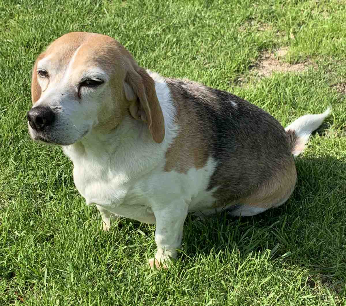 Beagle Basset Hound Mix Dog For Adoption Savannah GA - Supplies ...