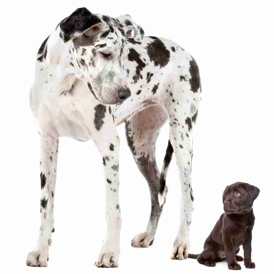 Hypoallergenic (Allergy-Friendly) Dog Breeds Pet Rehoming Services