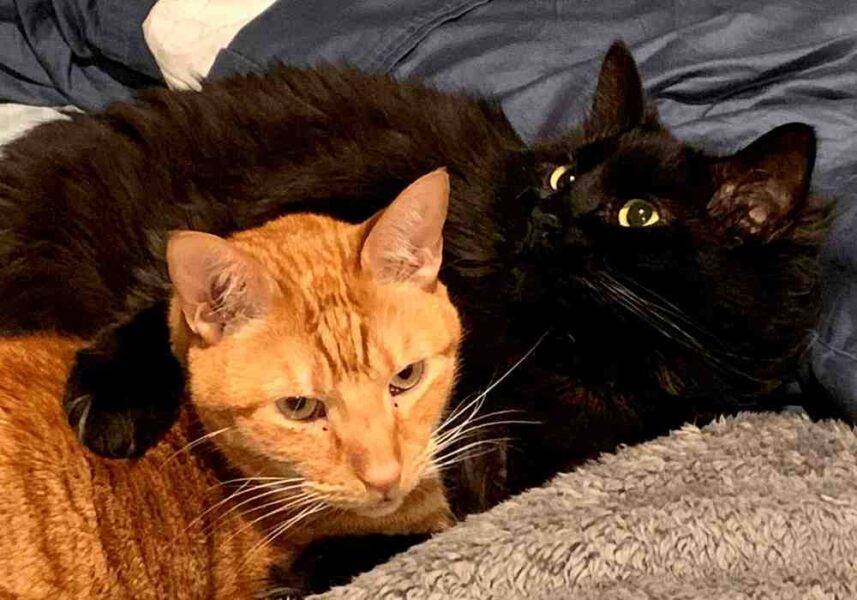 Bonded Orange Tabby Cats For Adoption in Calgary AB - Adopt Bingo and ...