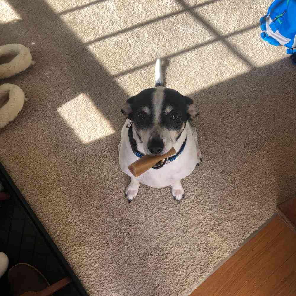 Bo - Beagle Jack Russell Terrier Mix Dog Adoption Cleveland Ohio 1 (2 ...