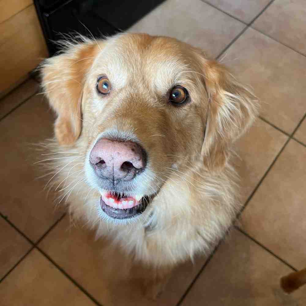 Boogs Golden Retriever Dog Adoption Calgary 1 (6) - Pet Rehoming Network