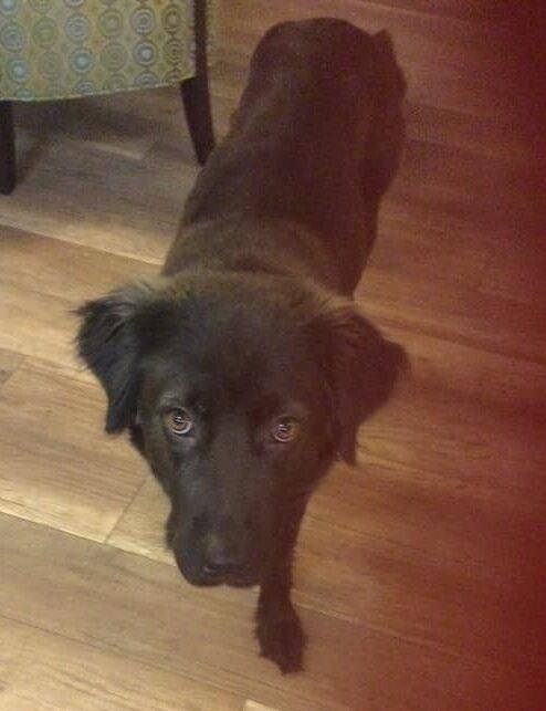 Border Collie Mix Dog For Adoption In Calgary - Pet Rehoming Network