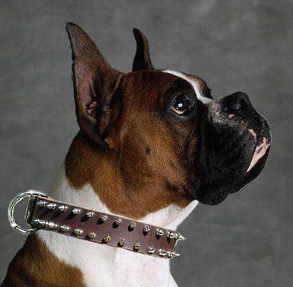 Boxer Cropped Ears - Pet Rehoming Network