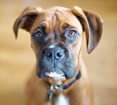 Boxer Dog Photo Cute - Pet Rehoming Services