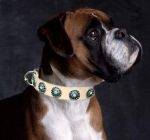 Boxer Dog Breed Information Guide - All About Boxers