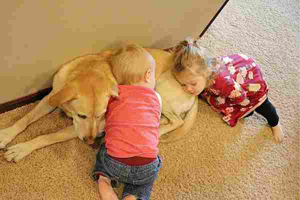 Boy And Girl Cuddle A Large Yellow Labrador Retriever Mix Dog - Pet ...