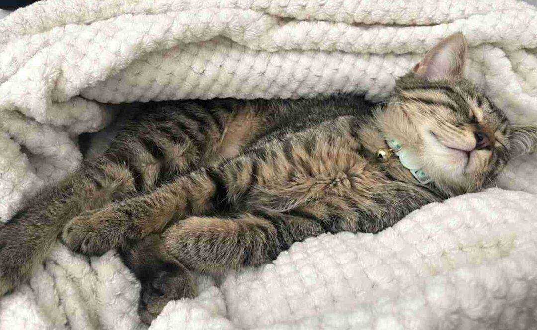 Stunning Calico Cat For Adoption in Huntsville Texas - Supplies ...