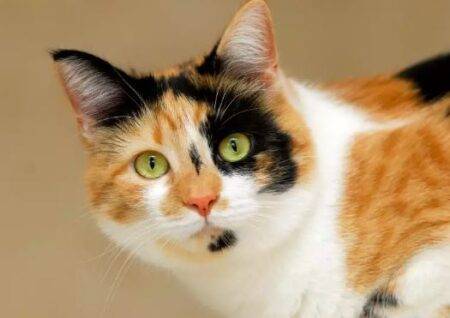 Calico Cats For Adoption Near You -Rehome or Adopt a Calico Cat or ...