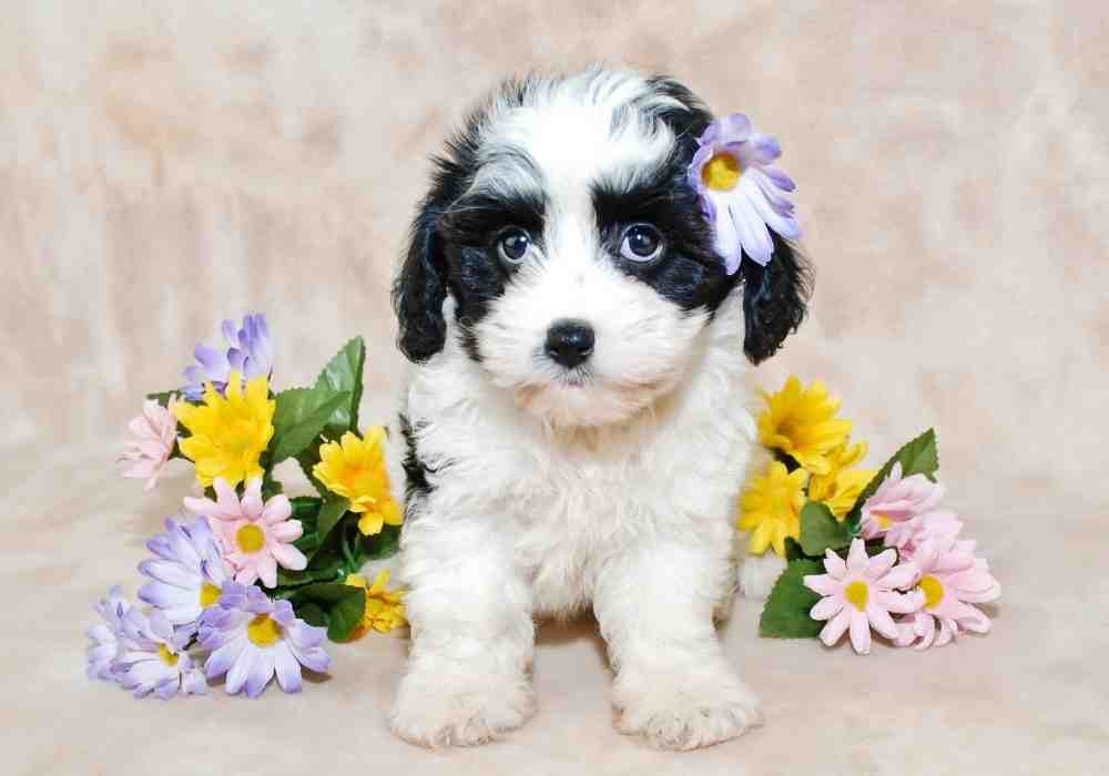 Cavachons For Adoption Near You - Rehome Adopt A Cavalier King Charles ...