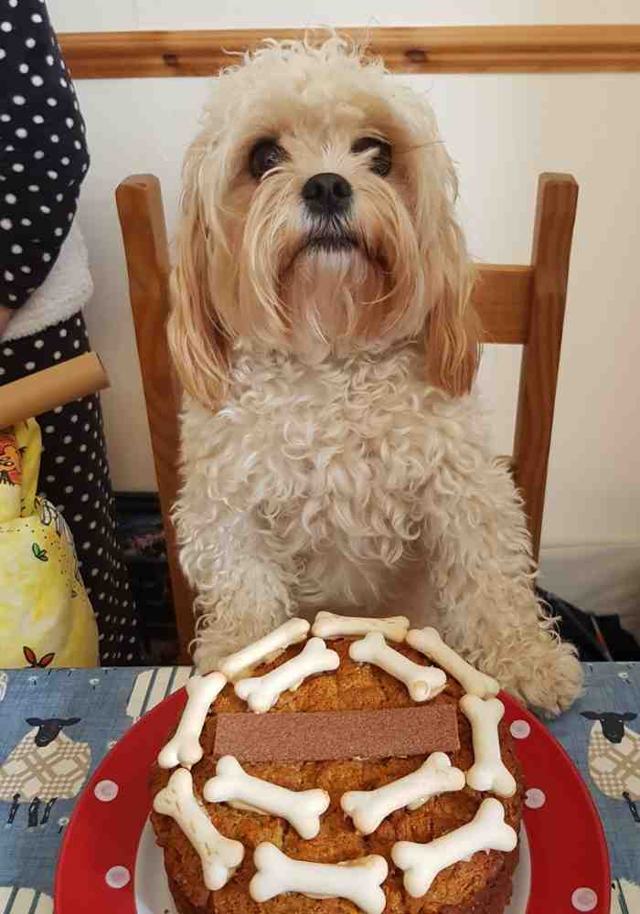 Cavachon Puppy Cavalier King Charles Spaniel Bichon Frise Mix (5) - Pet ...