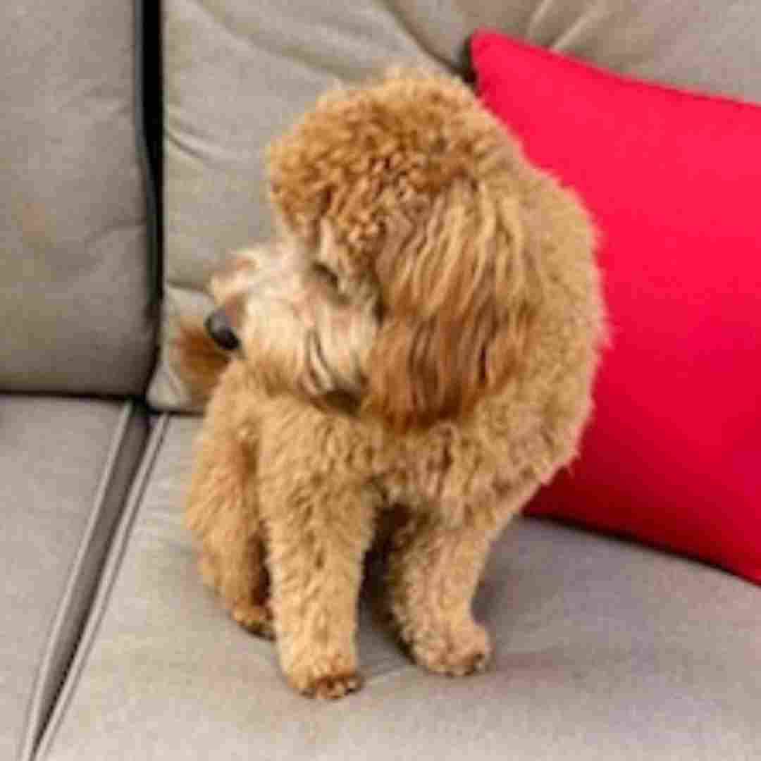 Cavapoo For Adoption Atlanta GA 1 (1) - Pet Rehoming Network