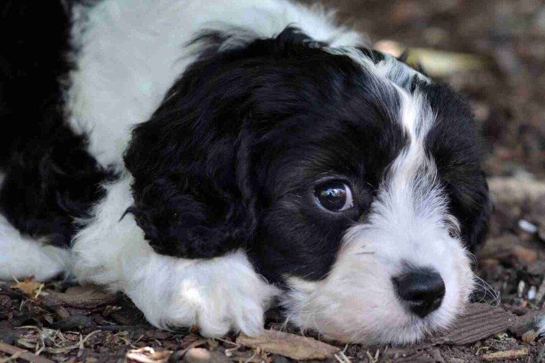 Cavapoos For Adoption Near You - Rehome Rescue Adopt A Cavapoo Dog Or ...