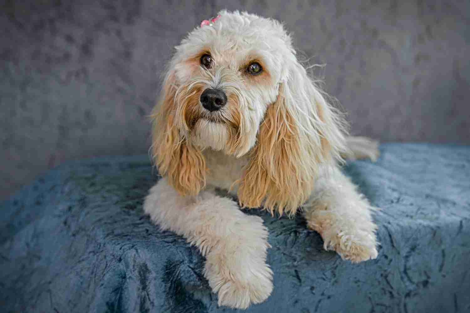 Cavapoo Dogs And Puppies 1 (1500 X 1000 Px)-8 - Pet Rehoming Network