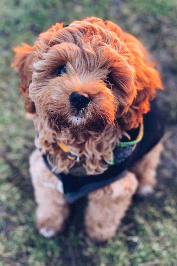 Cavapoo Dogs And Puppies 1 - Pet Rehoming Network