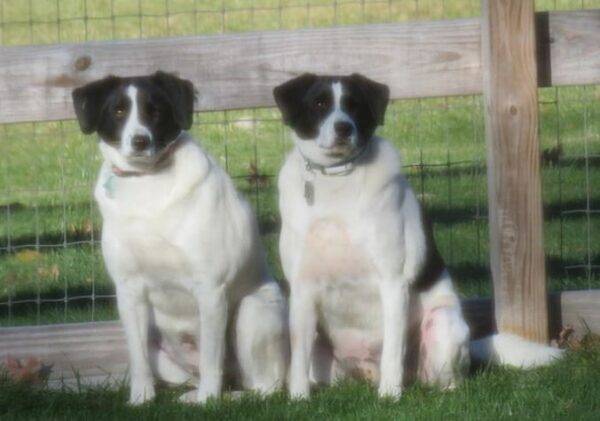 ADOPTED - Chip and Ava - Beagle Border Collie Mix Dogs New York City