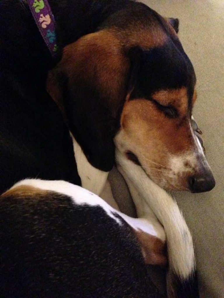 Beagle Mix Dog For Adoption Huntington NY - Meet Chloe