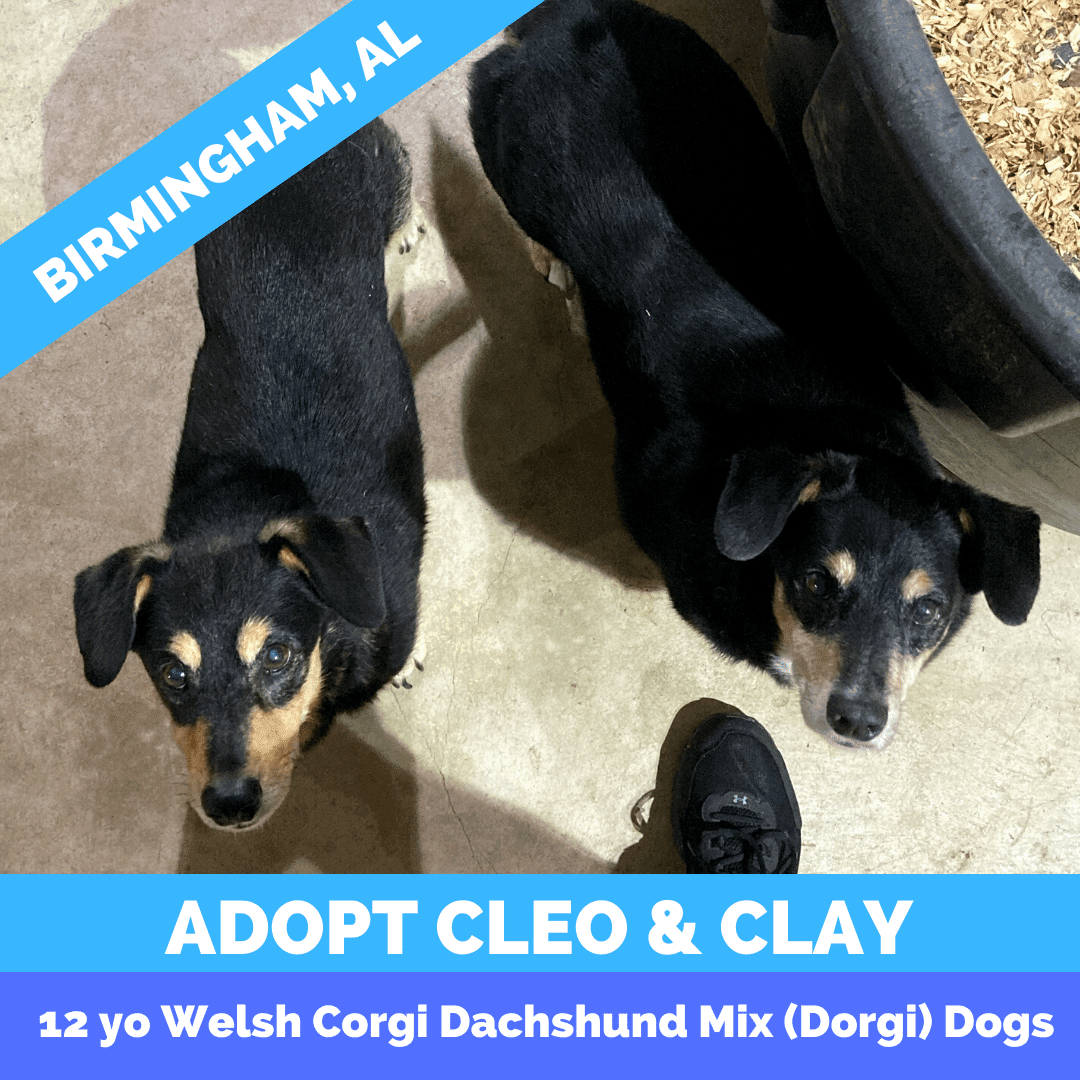Cleo Welsh Corgi Mix Dog Adoption Wilsonville AL - Pet Rehoming Network