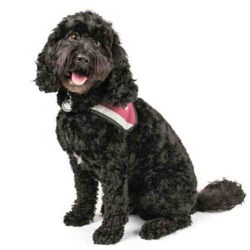 Cockapoo For Adoption In Calgary AB - Supplies Included - Adopt Hendrix ...