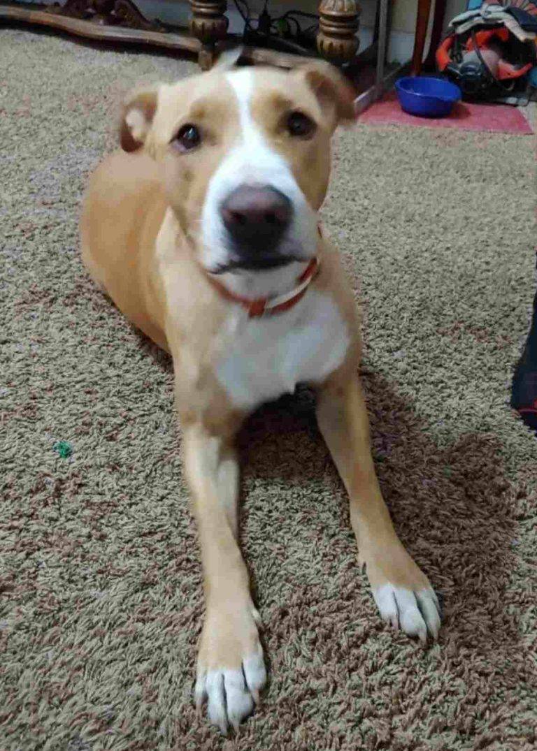 Yellow Labrador Retriever Mix Dog For Adoption - Supplies Included ...